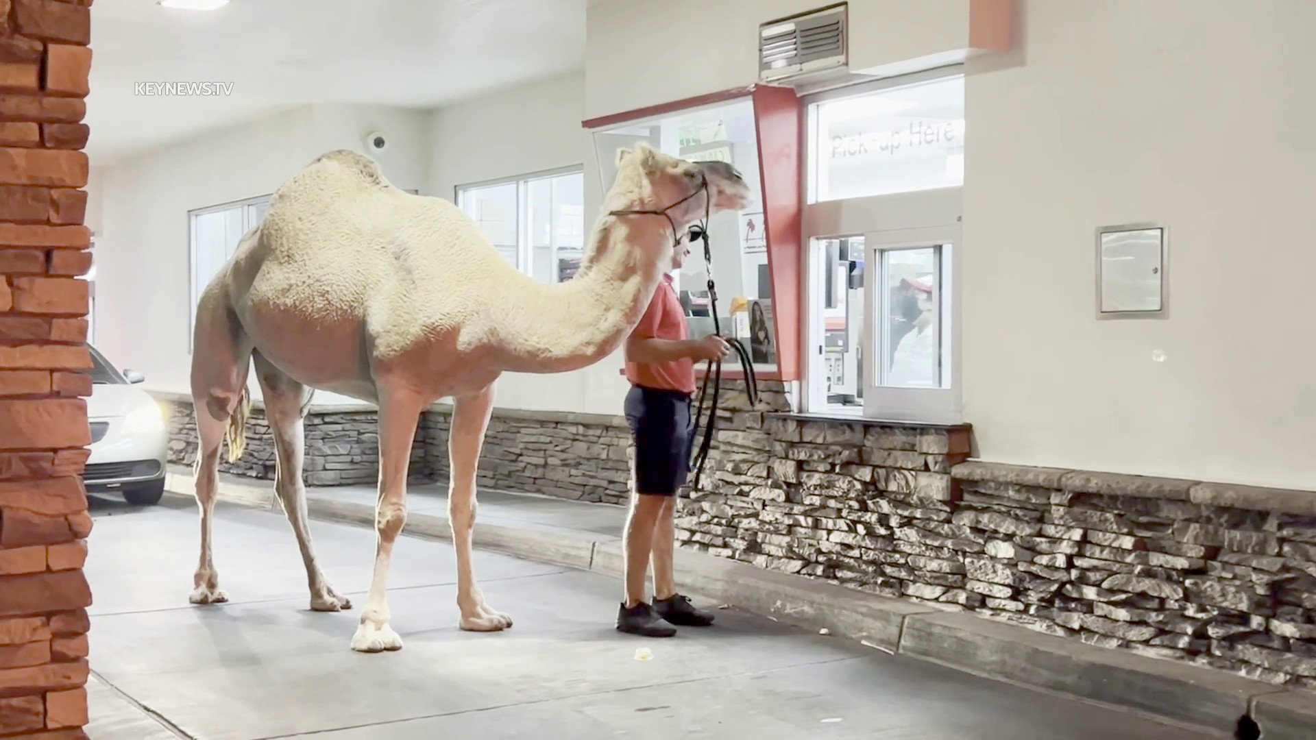 Rescue Camel Seen at In-N-Out Burger Drive-Thru for French Fries ...